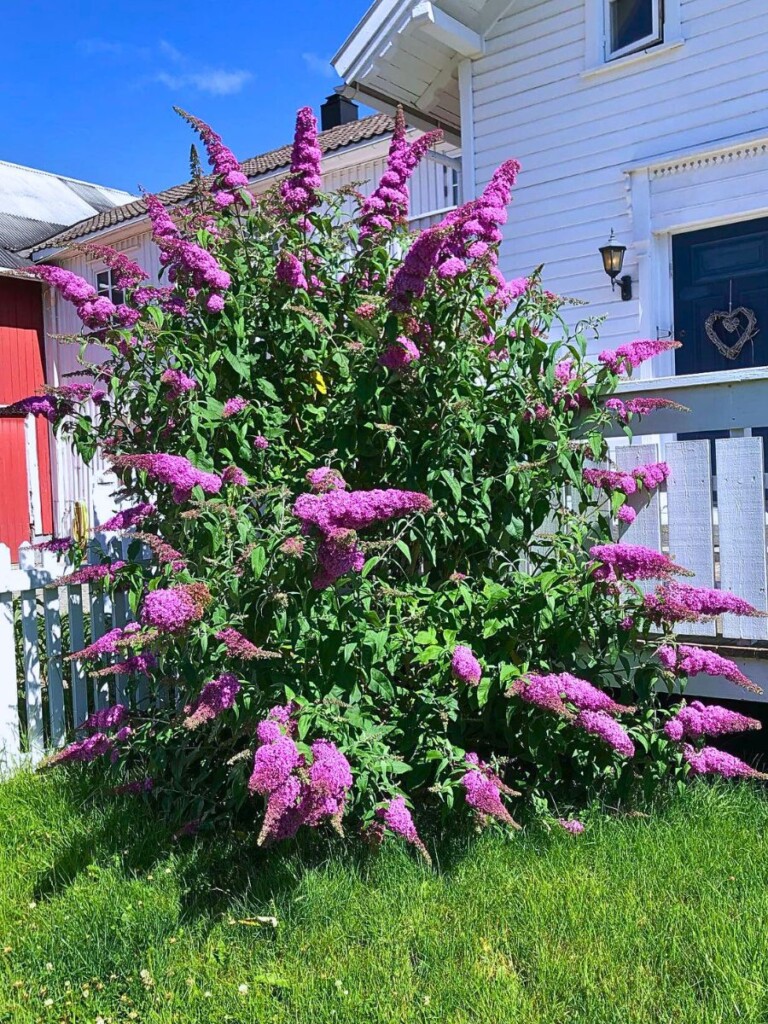 18 Best Shrubs for Front of House to Instantly Boost Curb Appeal