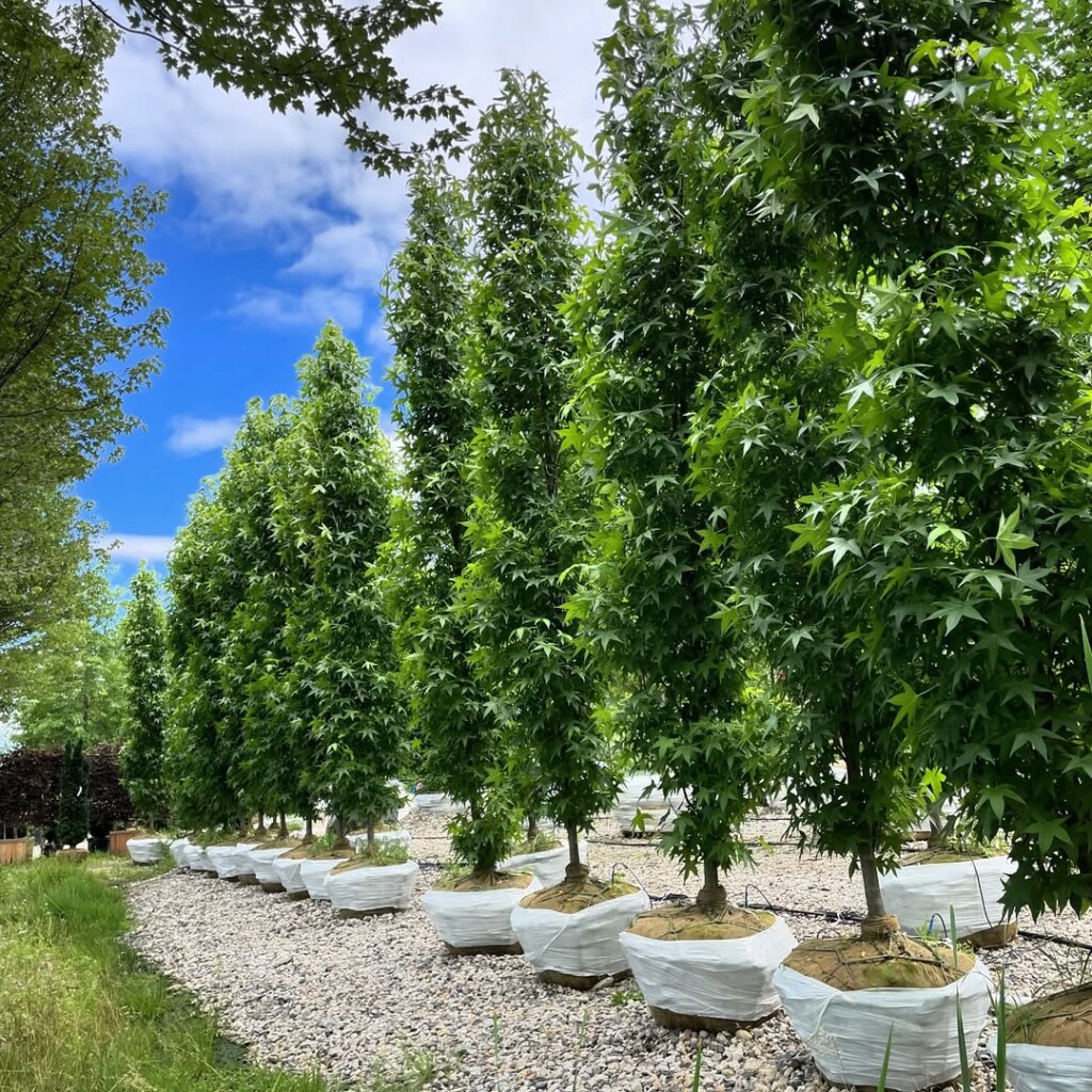 17 Best Tall Skinny Trees For Landscaping