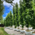 17 Best Tall Skinny Trees For Landscaping