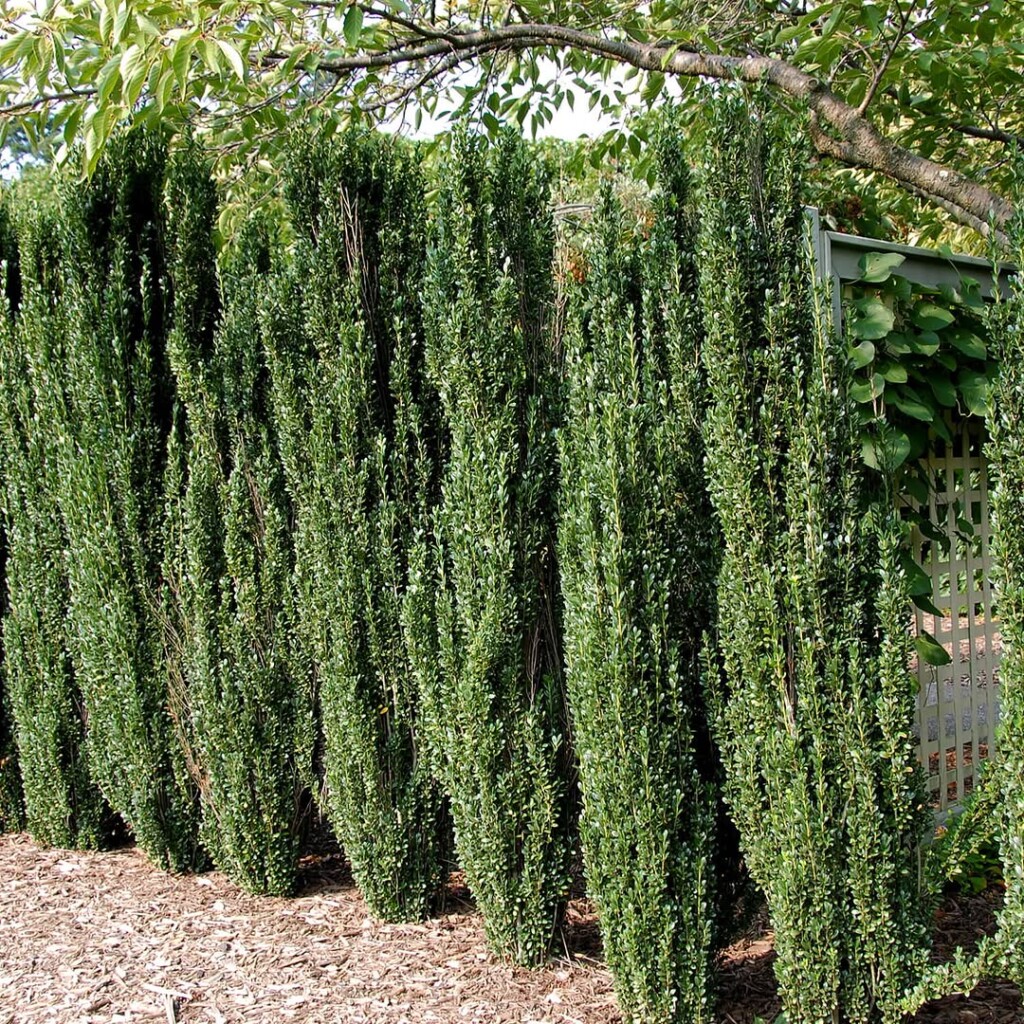 17 Best Tall Skinny Trees For Landscaping