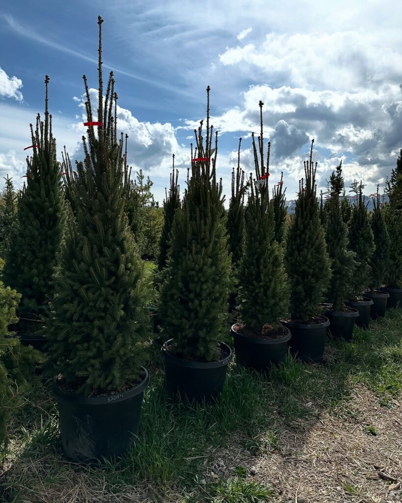 17 Best Tall Skinny Trees For Landscaping