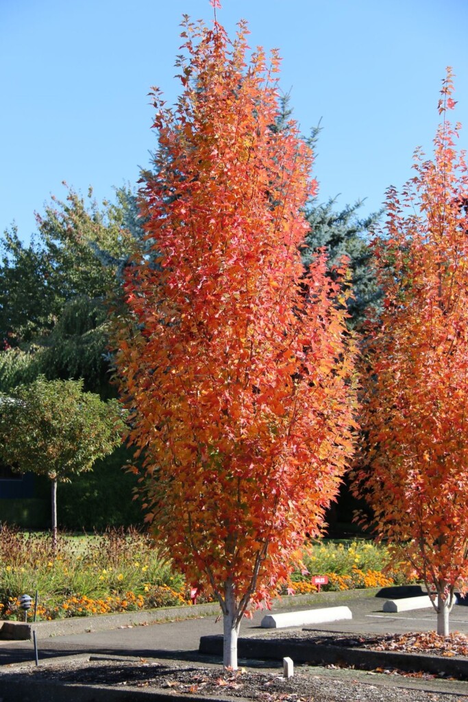 17 Best Tall Skinny Trees For Landscaping