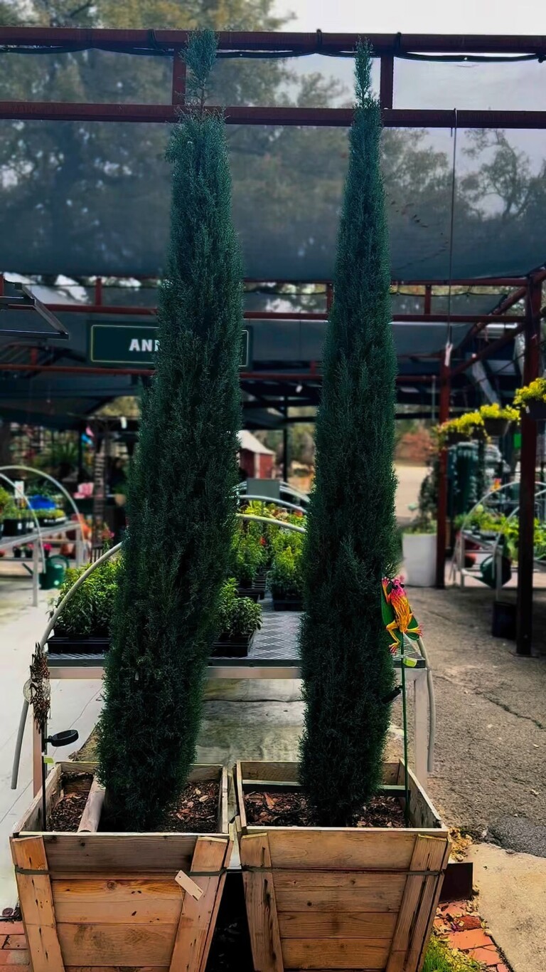 17 Best Tall Skinny Trees For Landscaping