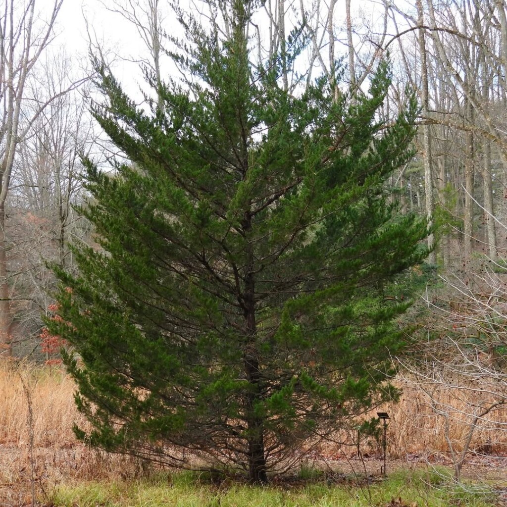17 Best Tall Skinny Trees For Landscaping