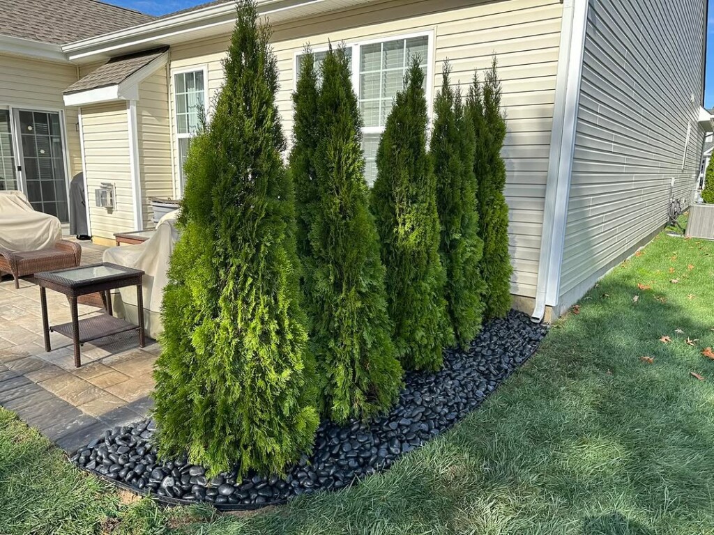 17 Best Tall Skinny Trees For Landscaping