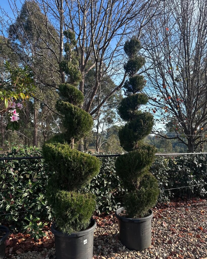 17 Best Tall Skinny Trees For Landscaping
