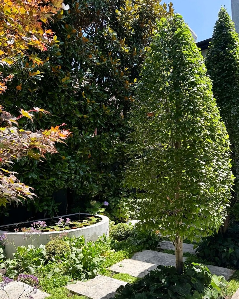 17 Best Tall Skinny Trees For Landscaping