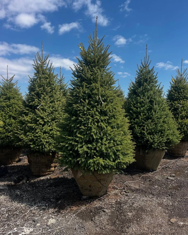 17 Best Tall Skinny Trees For Landscaping