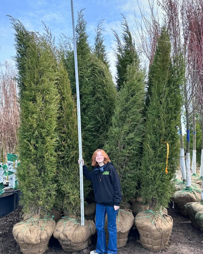 17 Best Tall Skinny Trees For Landscaping