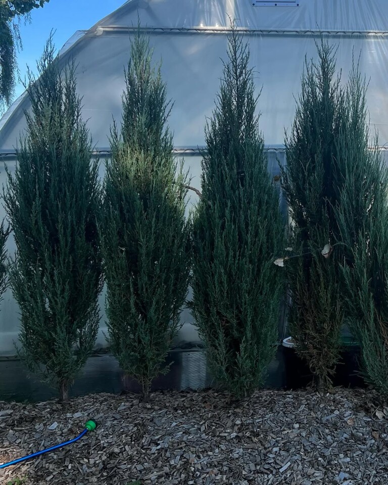 17 Best Tall Skinny Trees For Landscaping