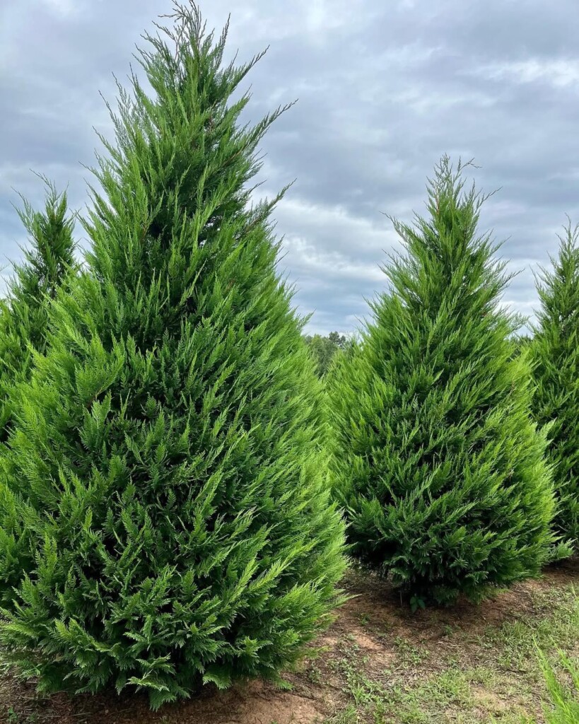 17 Best Tall Skinny Trees For Landscaping