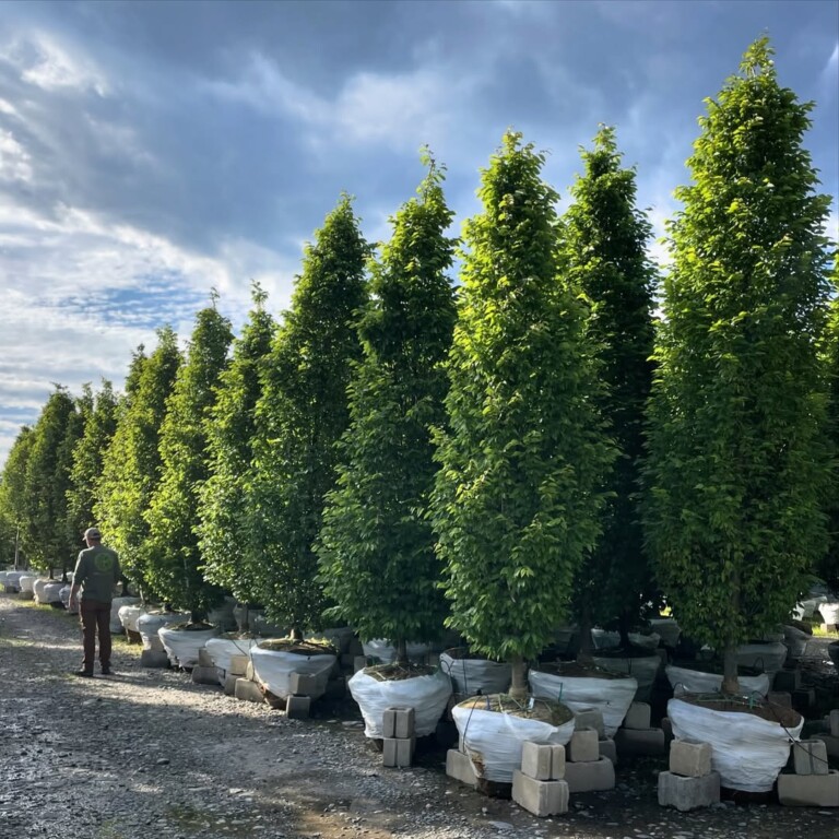 17 Best Tall Skinny Trees For Landscaping