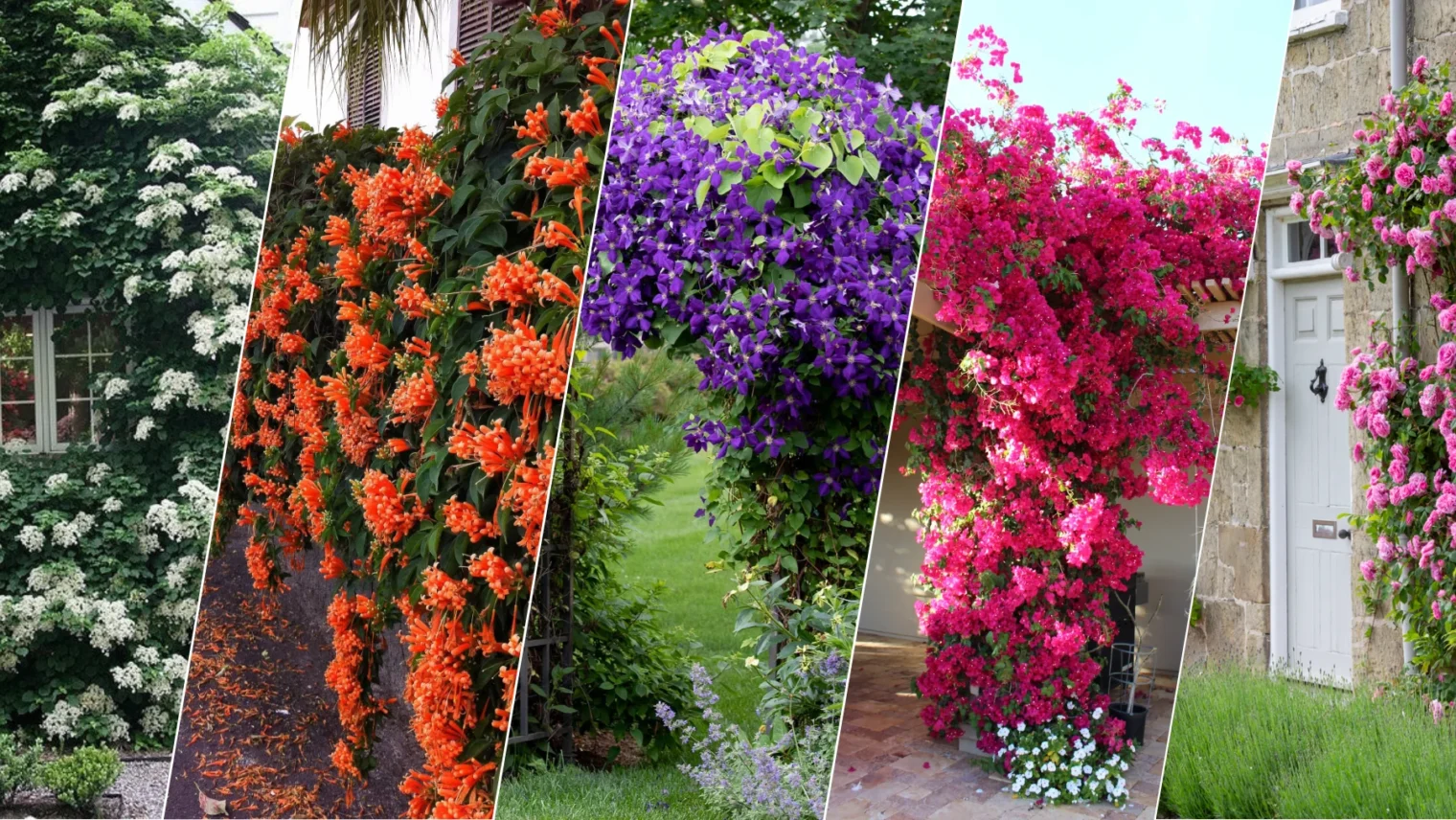 24 Best Climbing Plants for Trellis, Pergola, or Fence