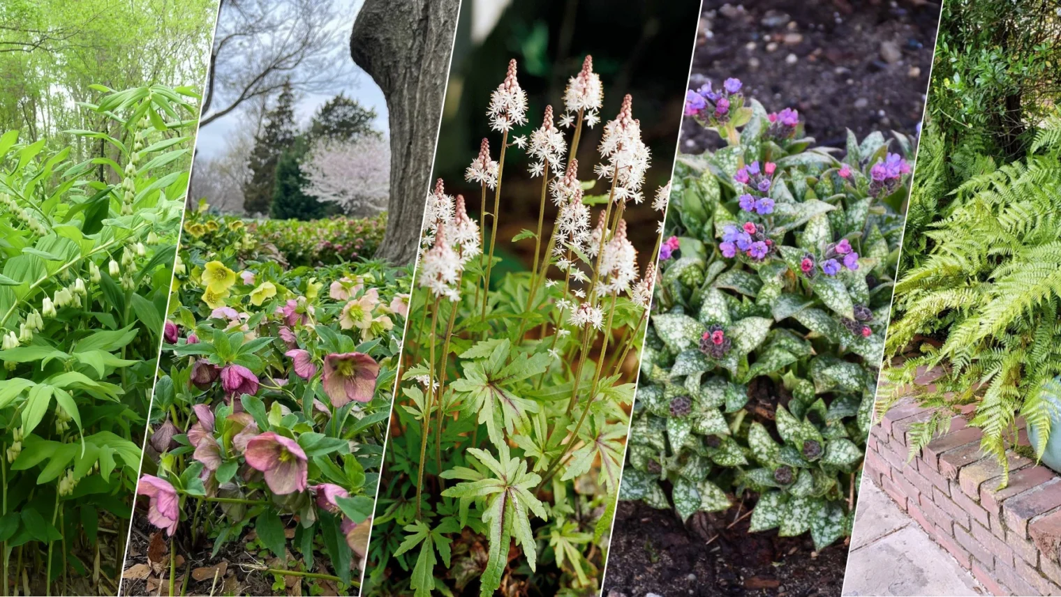 17 Beautiful Plants To Grow Under Trees For Landscaping